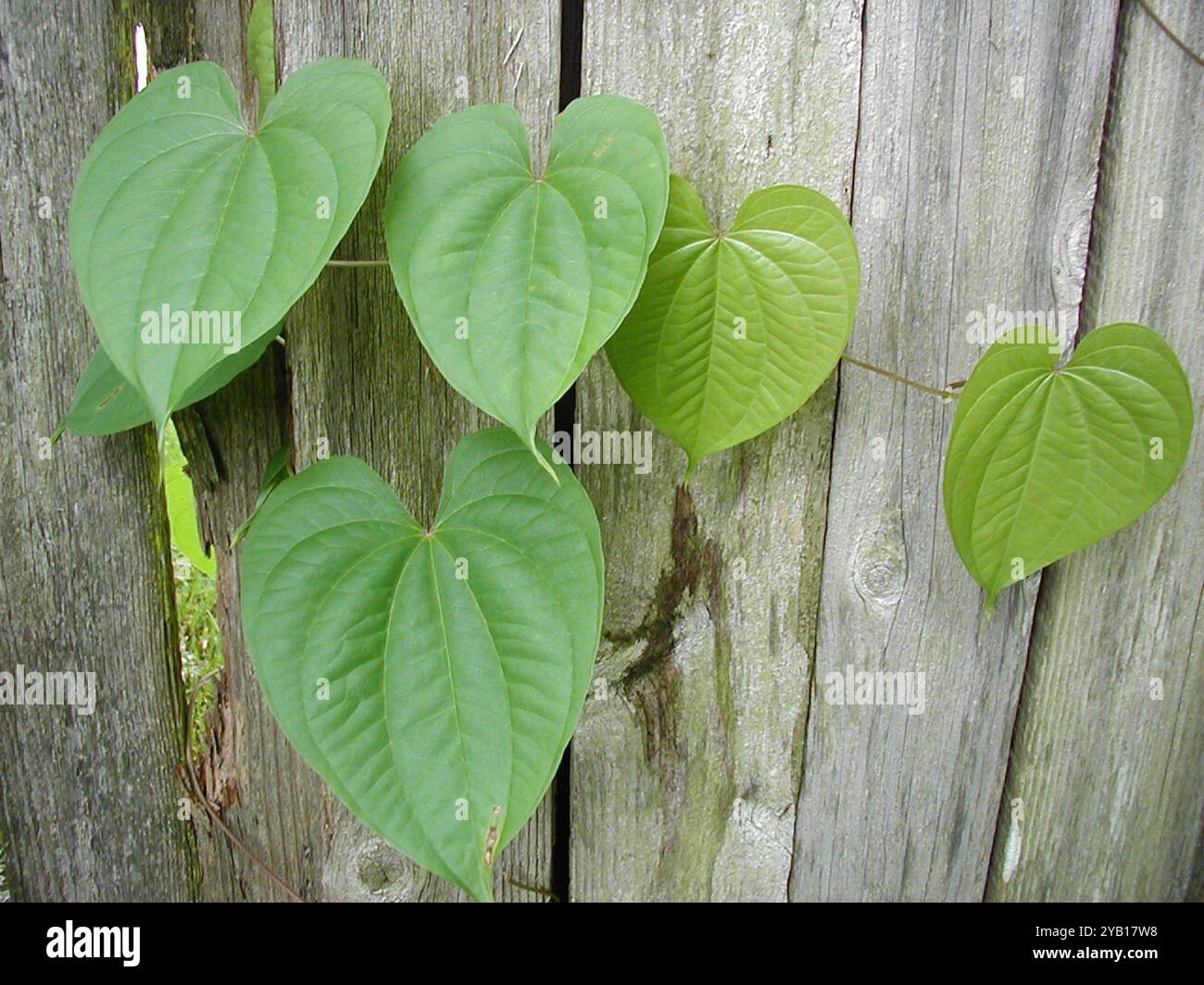 air potato (Dioscorea bulbifera) Plantae Stock Photo - Alamy