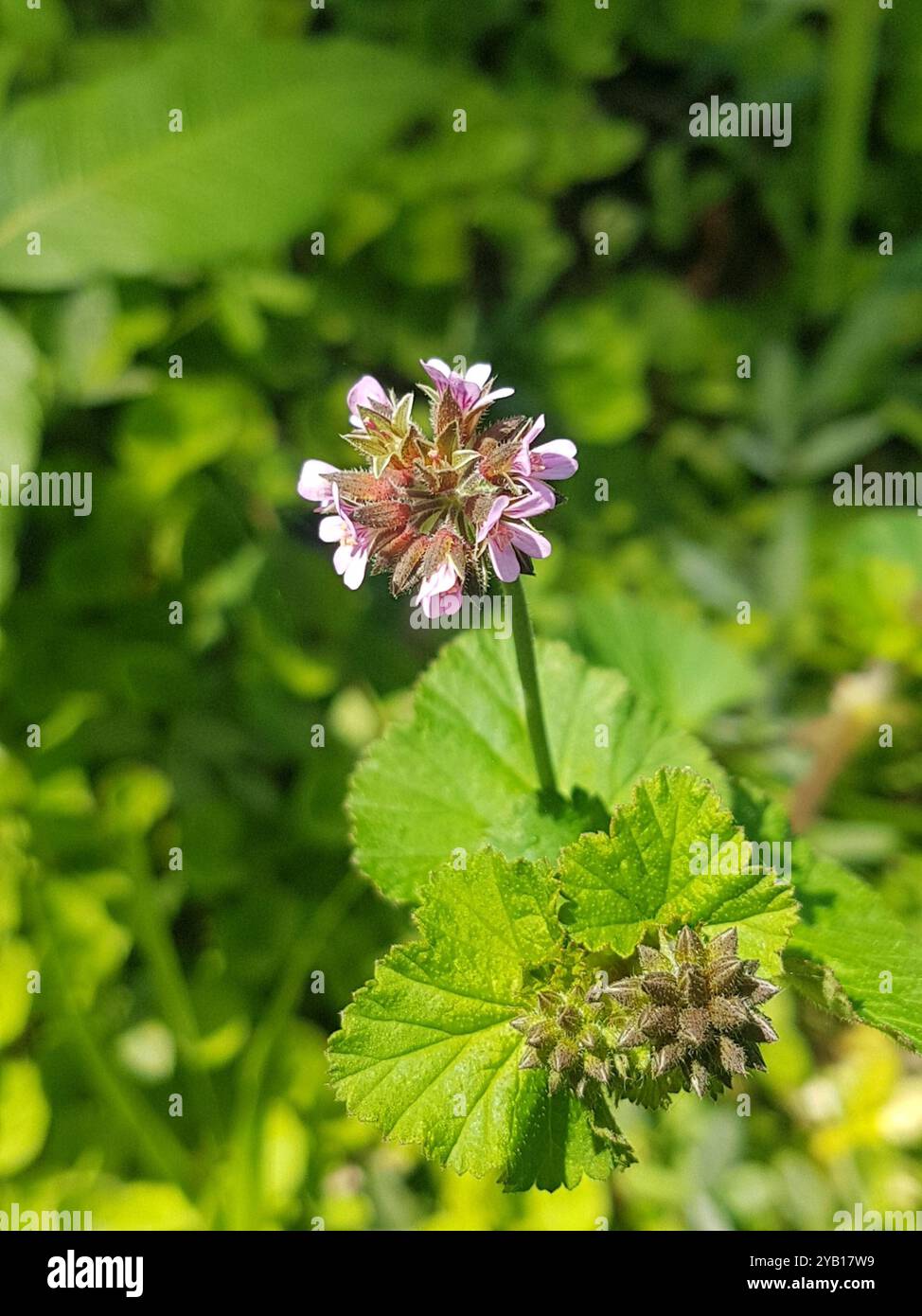 Austral Stork's-bill (Pelargonium australe) Plantae Stock Photo - Alamy