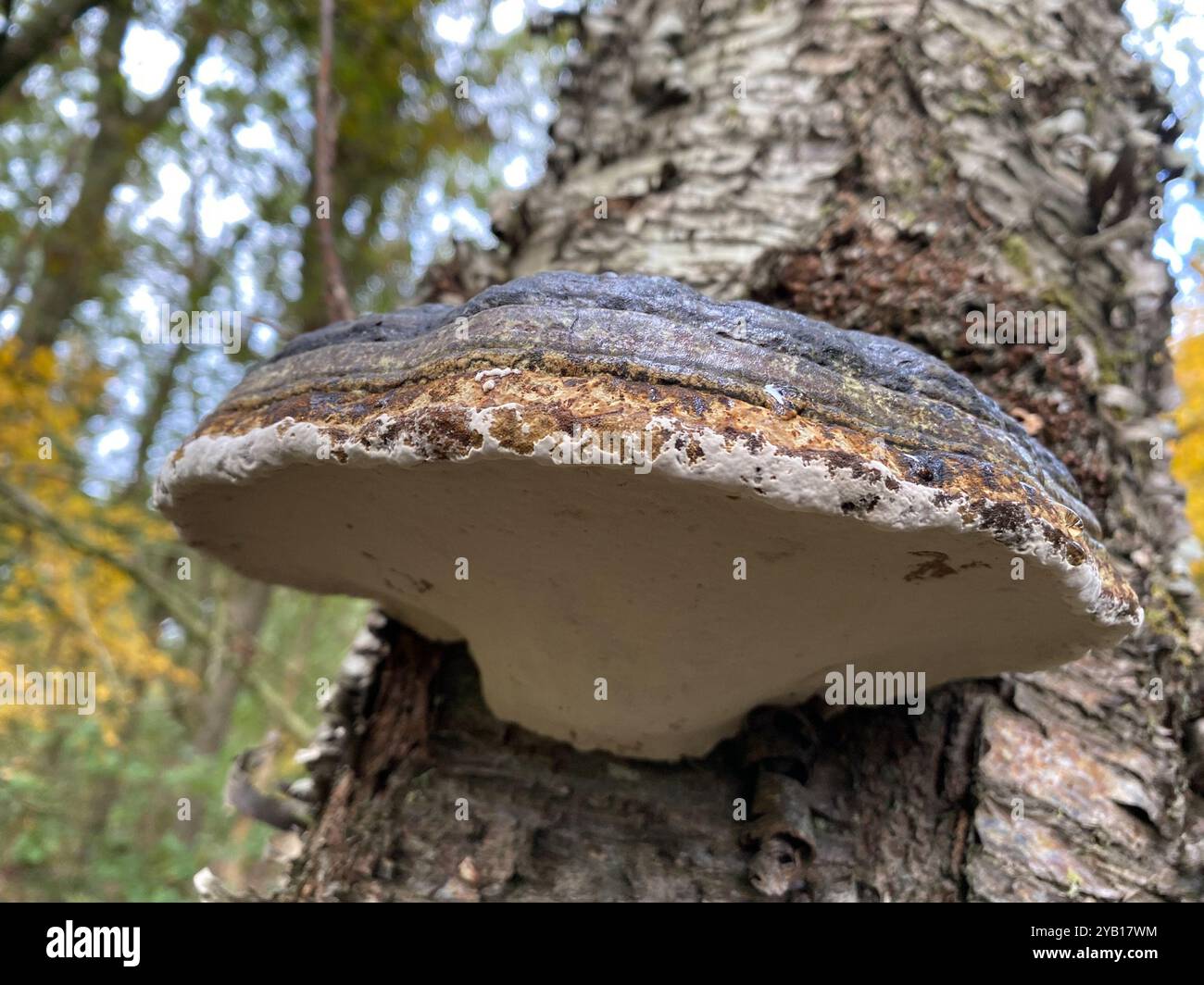 Hoof Fungus (Fomes fomentarius) Fungi Stock Photo - Alamy