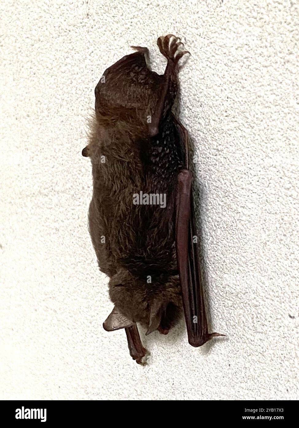 Tricolored Bat (Perimyotis subflavus) Mammalia Stock Photo - Alamy