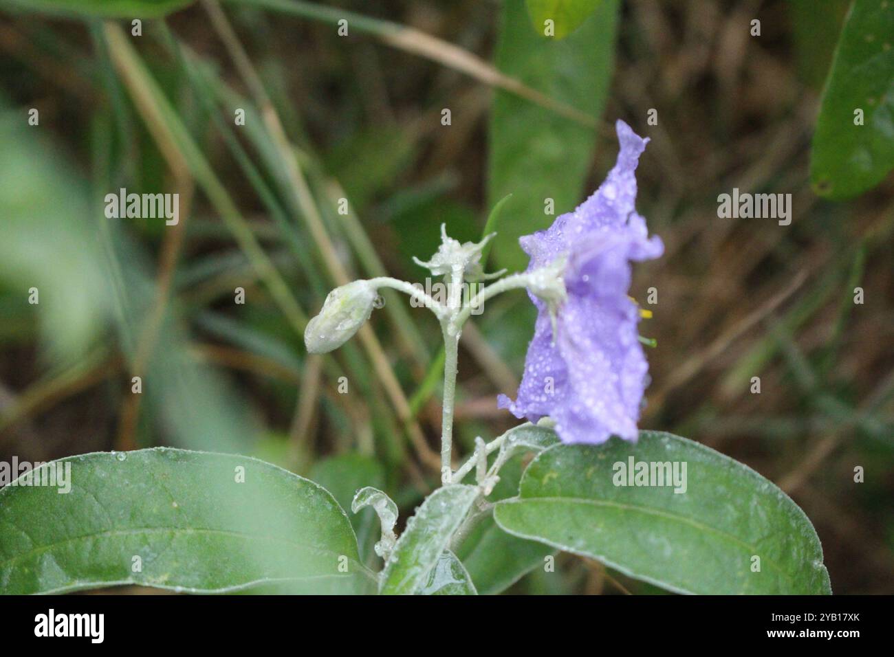 silverleaf nightshade (Solanum elaeagnifolium) Plantae Stock Photo - Alamy