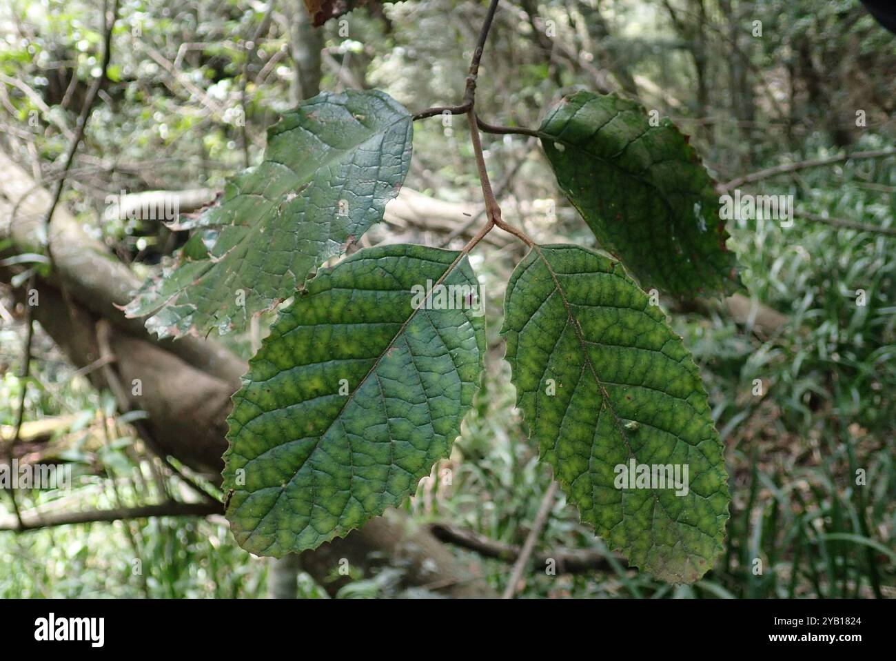 Assegai tree hi-res stock photography and images - Alamy