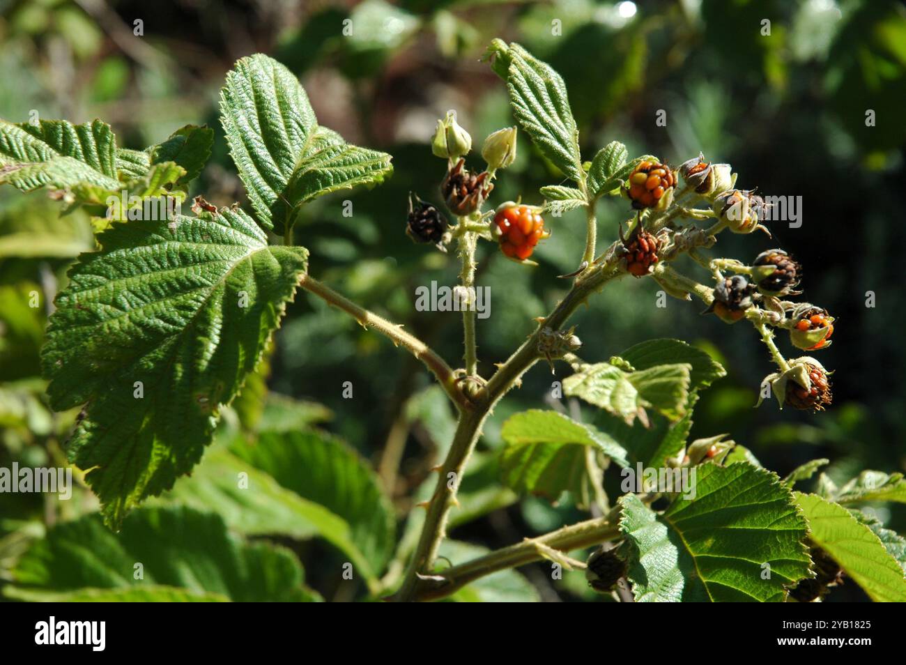 Common Bramble (Rubus apetalus) Plantae Stock Photo - Alamy