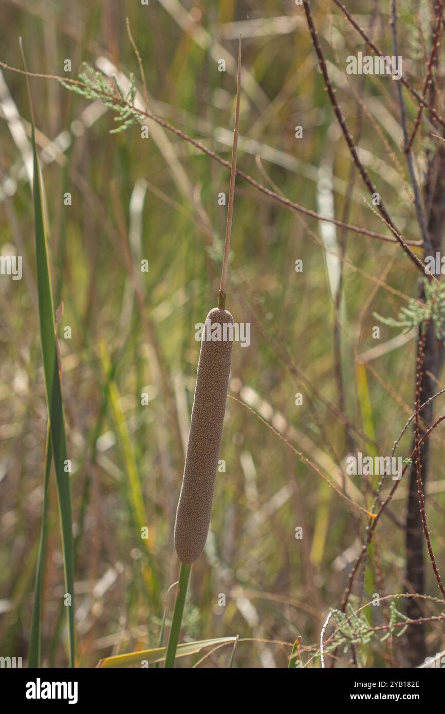 southern cattail (Typha domingensis) Plantae Stock Photo - Alamy