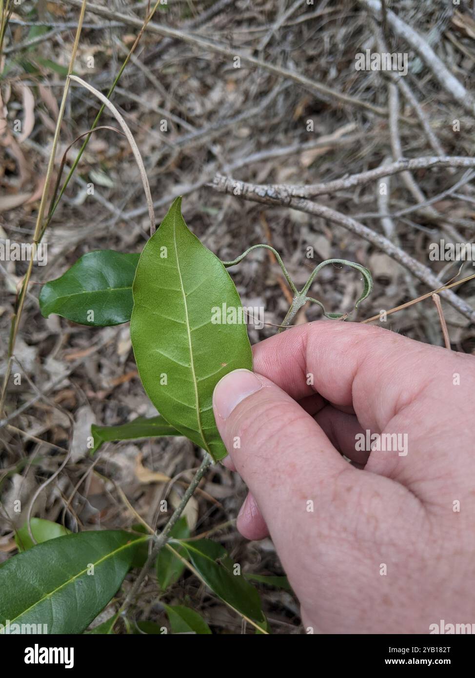 Australian Olive (Olea paniculata) Plantae Stock Photo - Alamy