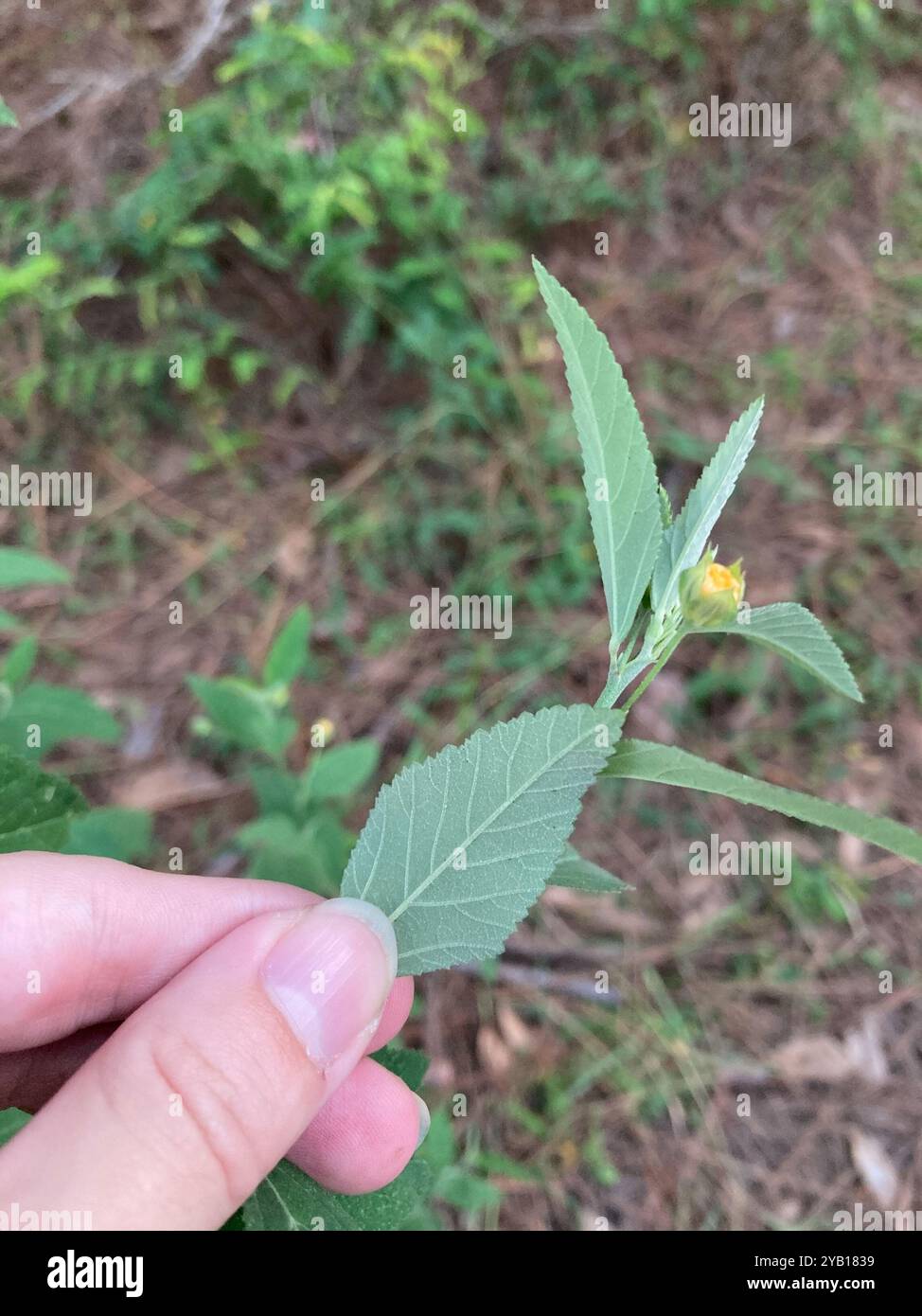 Cuban jute (Sida rhombifolia) Plantae Stock Photo - Alamy