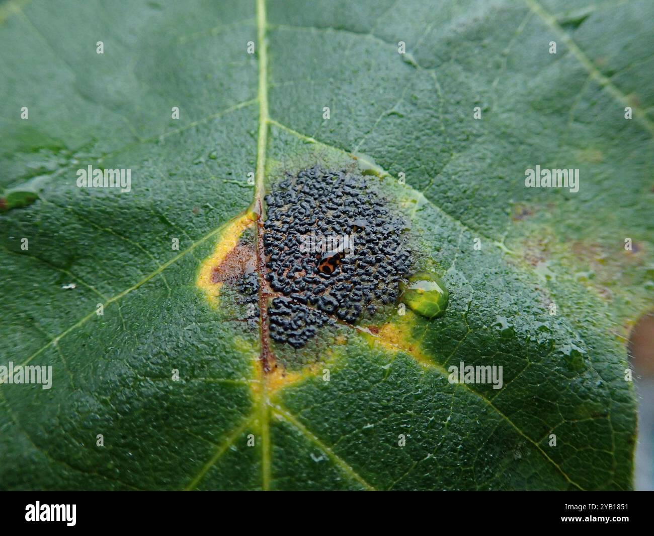 Speckled Tar Spot (Rhytisma punctatum) Fungi Stock Photo - Alamy