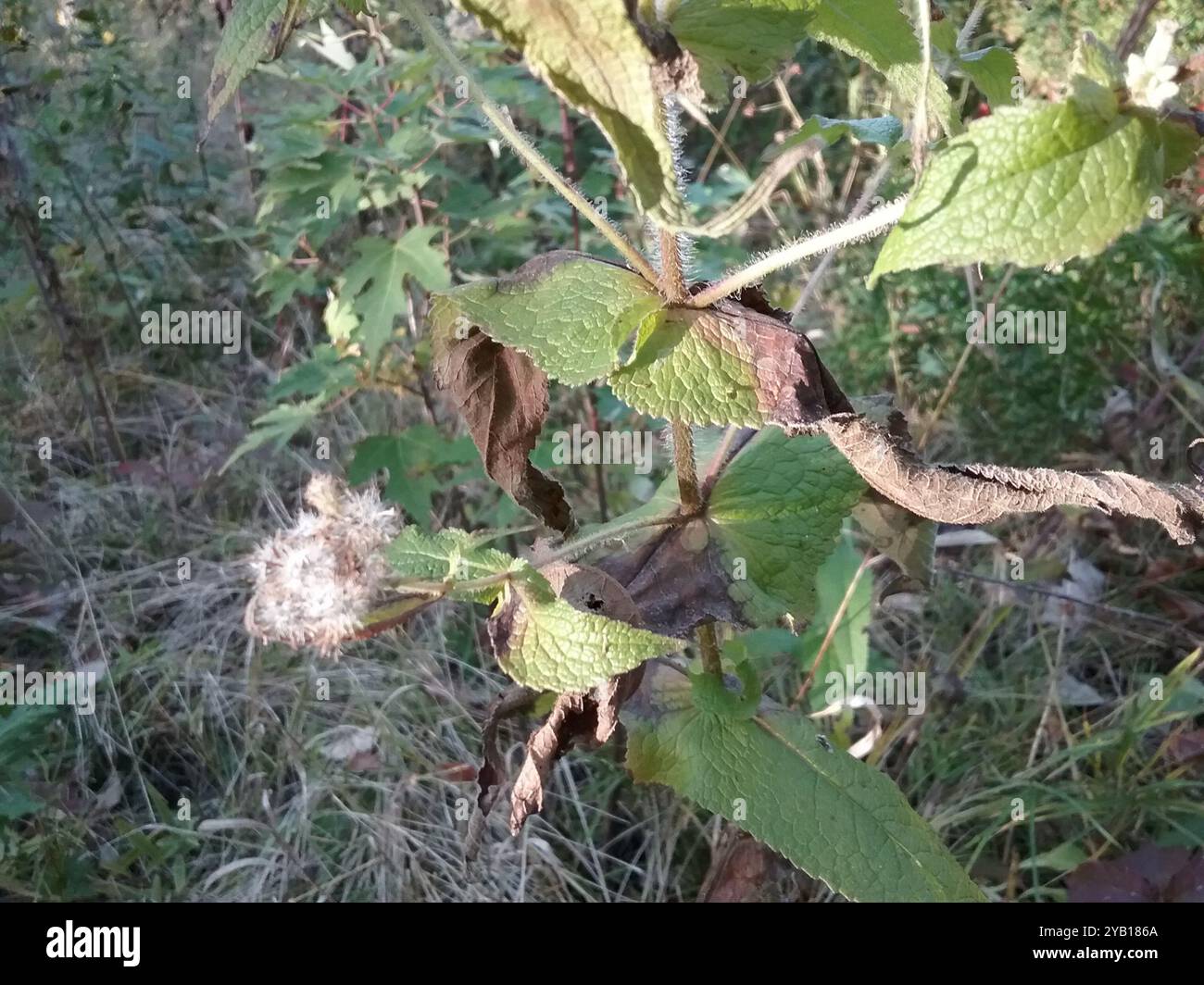 common boneset (Eupatorium perfoliatum) Plantae Stock Photo - Alamy