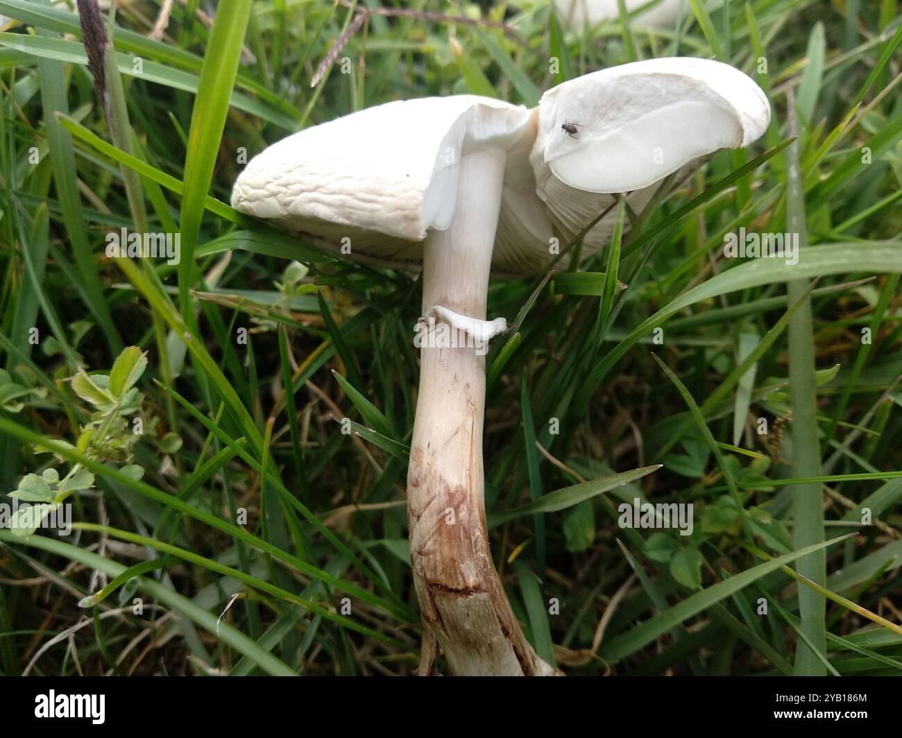 White Dapperling (Leucoagaricus leucothites) Fungi Stock Photo - Alamy