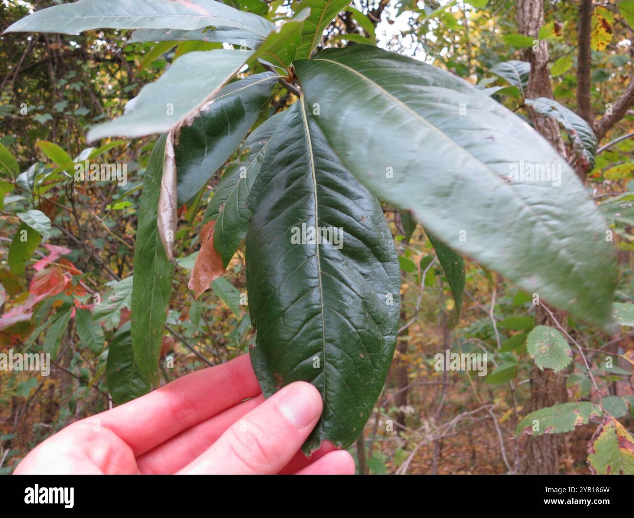 shingle oak (Quercus imbricaria) Plantae Stock Photo - Alamy