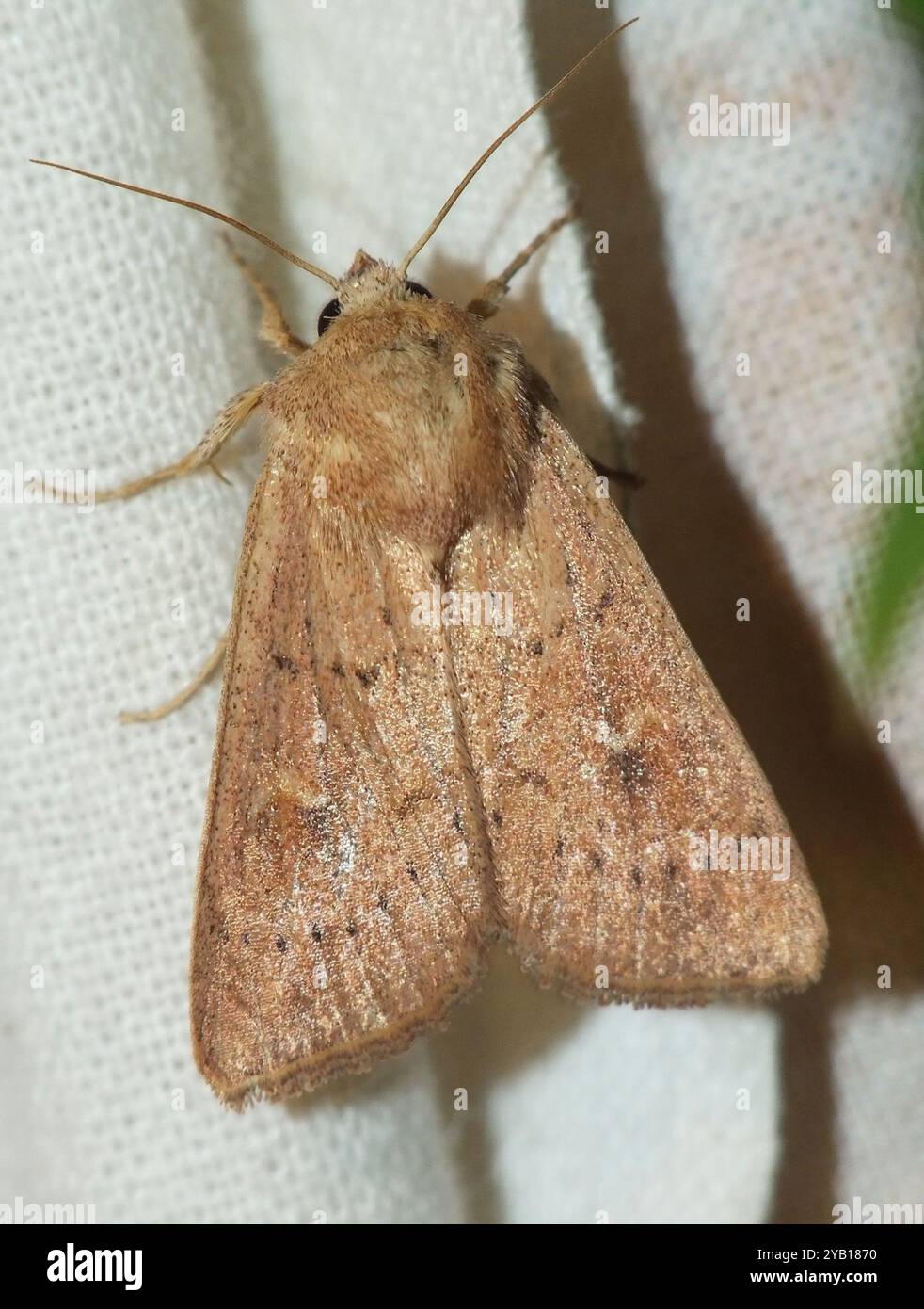 The Clay (Mythimna ferrago) Insecta Stock Photo - Alamy