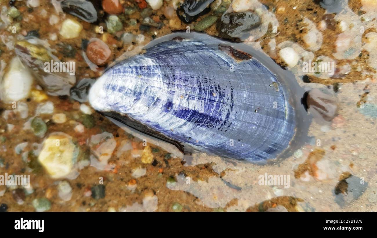 Blue Mussel (Mytilus edulis) Mollusca Stock Photo - Alamy