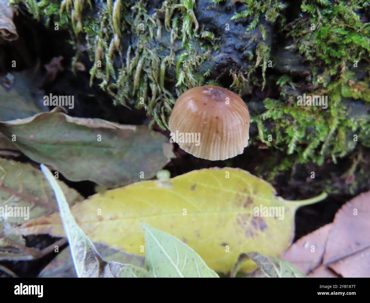 clustered bonnet (Mycena inclinata) Fungi Stock Photo - Alamy