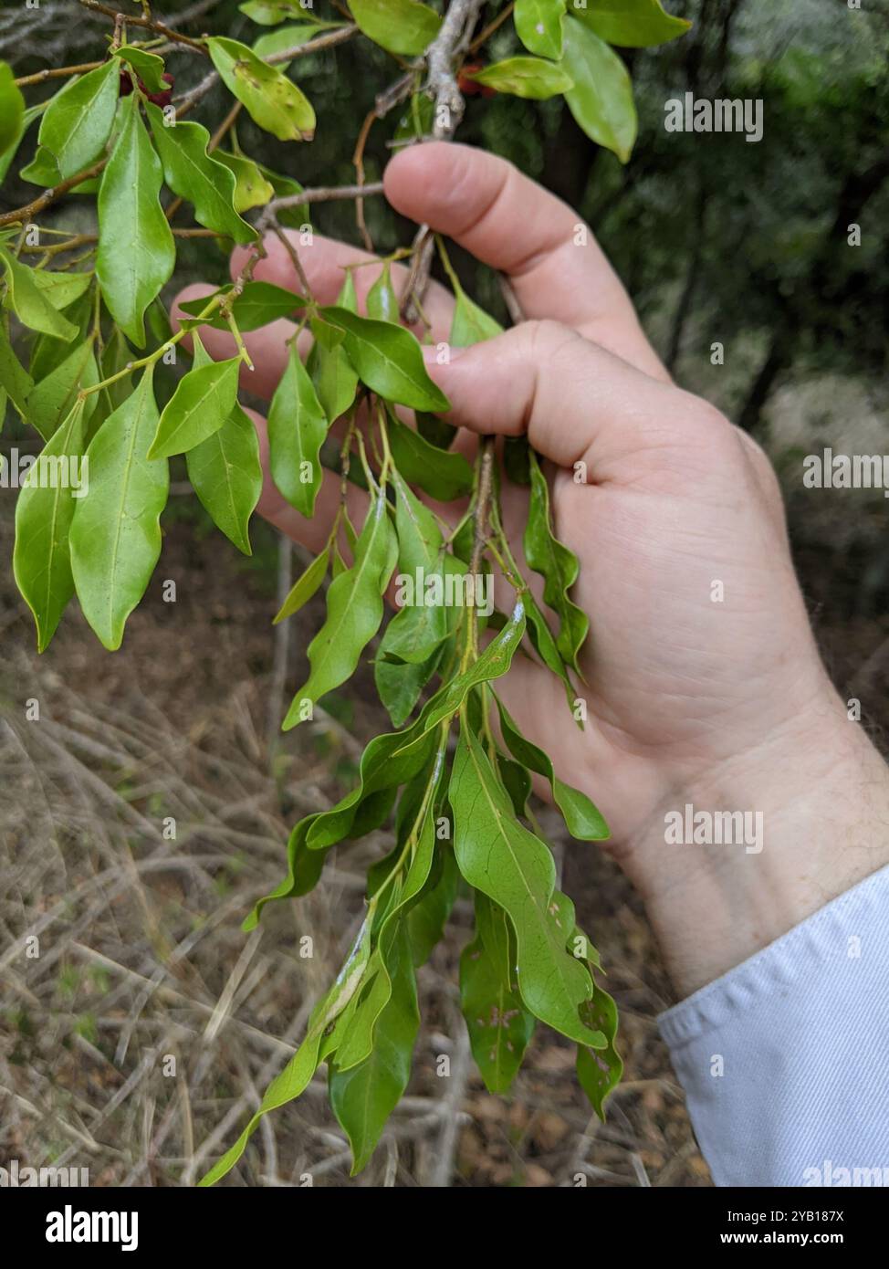 brush teak (Toechima tenax) Plantae Stock Photo - Alamy