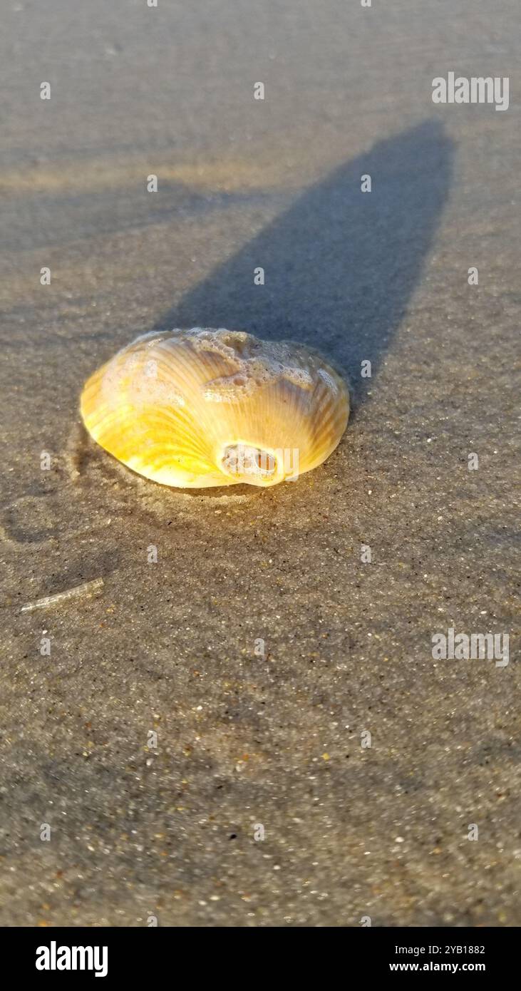 Ponderous Ark (Noetia ponderosa) Mollusca Stock Photo - Alamy
