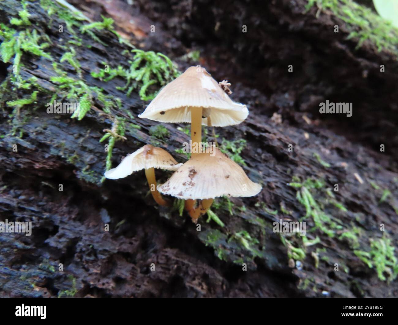 clustered bonnet (Mycena inclinata) Fungi Stock Photo - Alamy