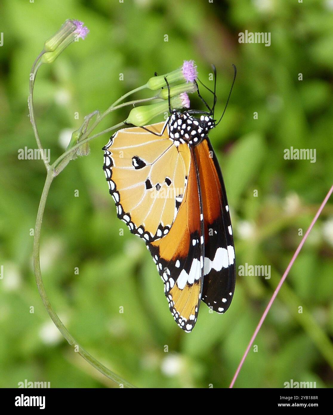 Plain Tiger Butterfly (Danaus chrysippus) Insecta Stock Photo - Alamy