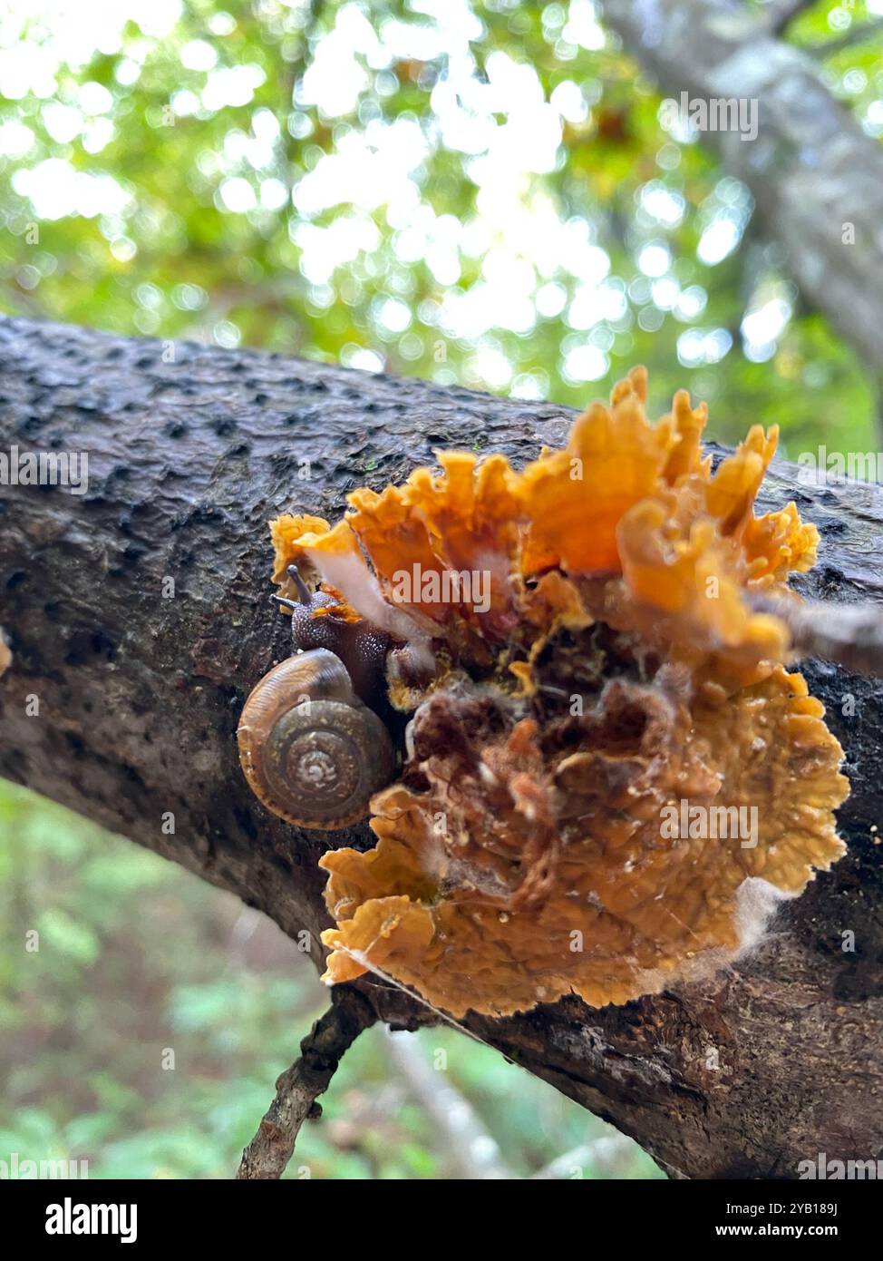 Common Land Snails and Slugs (Stylommatophora) Mollusca Stock Photo - Alamy