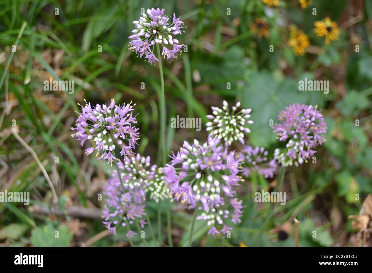 Prairie Onion (Allium stellatum) Plantae Stock Photo - Alamy