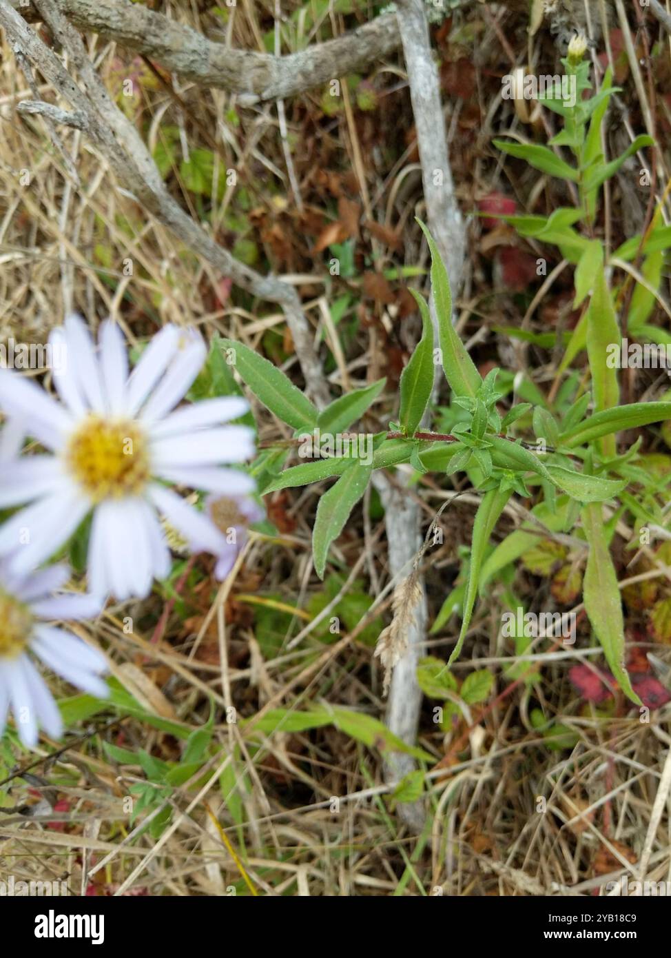 Pacific Aster (Symphyotrichum chilense) Plantae Stock Photo - Alamy