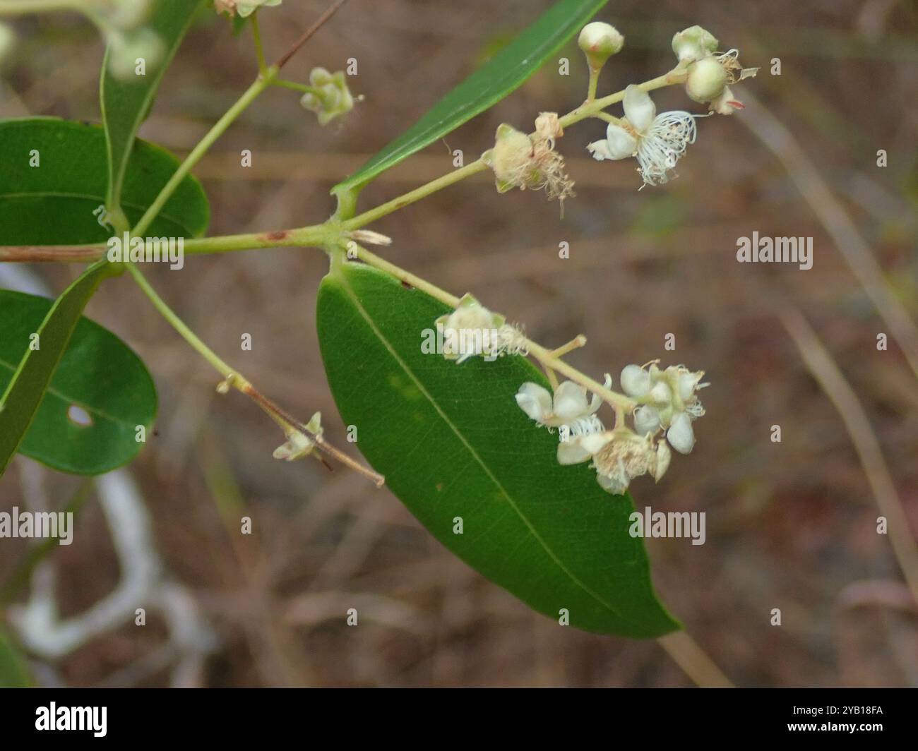 myrtle family (Myrtaceae) Plantae Stock Photo - Alamy