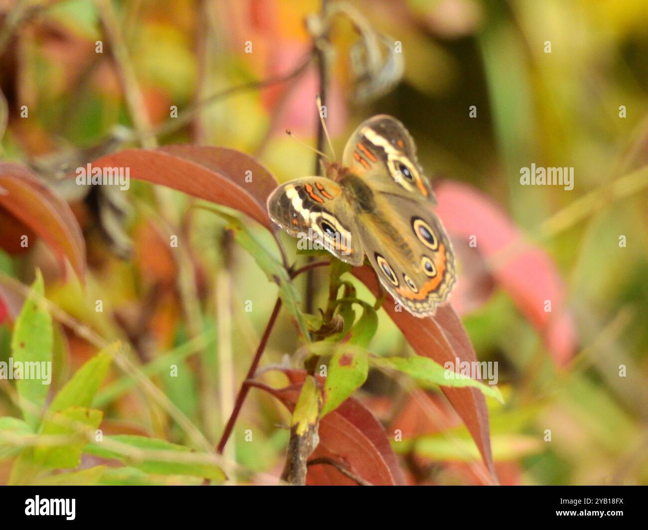 Common Buckeye (Junonia coenia) Insecta Stock Photo - Alamy