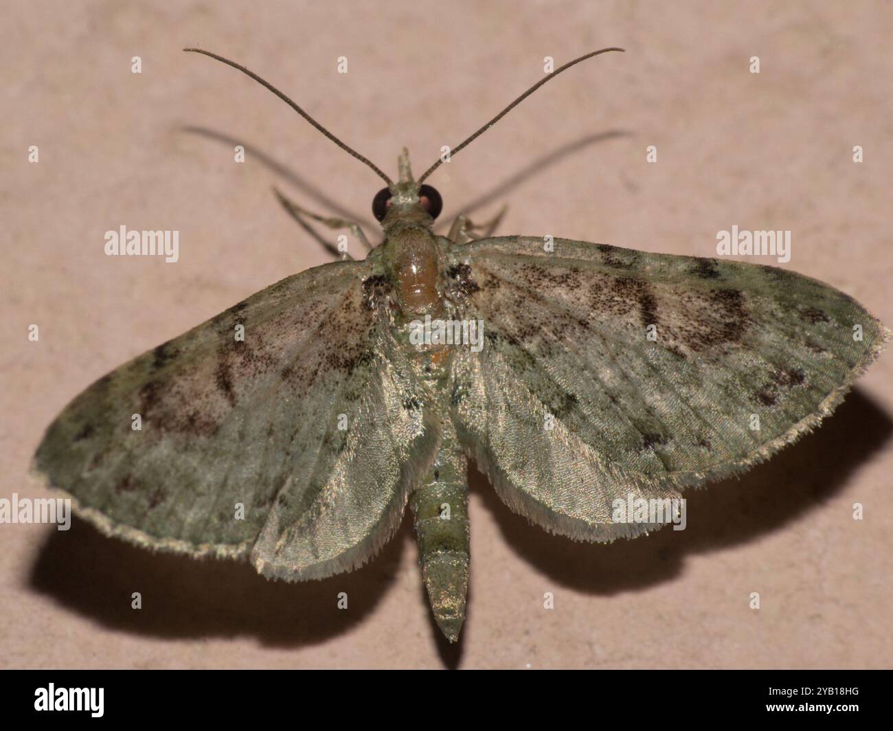 Geometer Moths (Geometridae) Insecta Stock Photo - Alamy