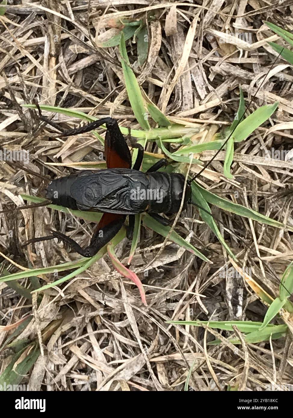 Fall Field Cricket (Gryllus pennsylvanicus) Insecta Stock Photo - Alamy