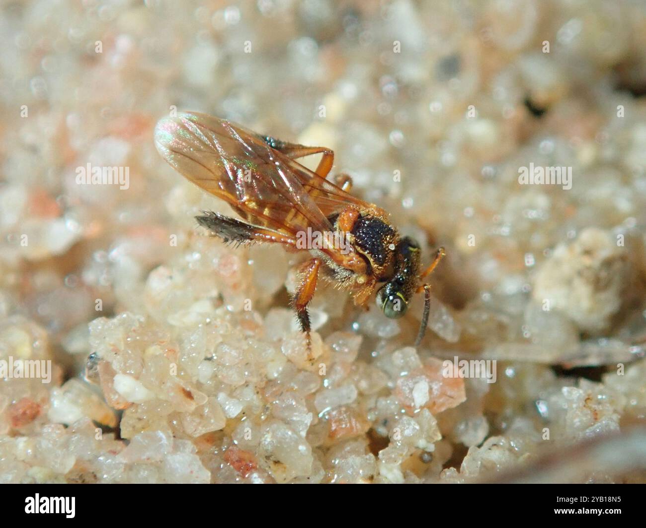 Stingless bees meliponini insecta hi-res stock photography and images ...