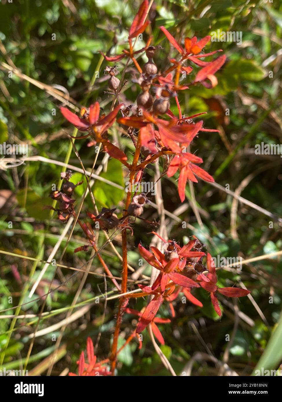 yellow meadowbeauty (Rhexia lutea) Plantae Stock Photo - Alamy
