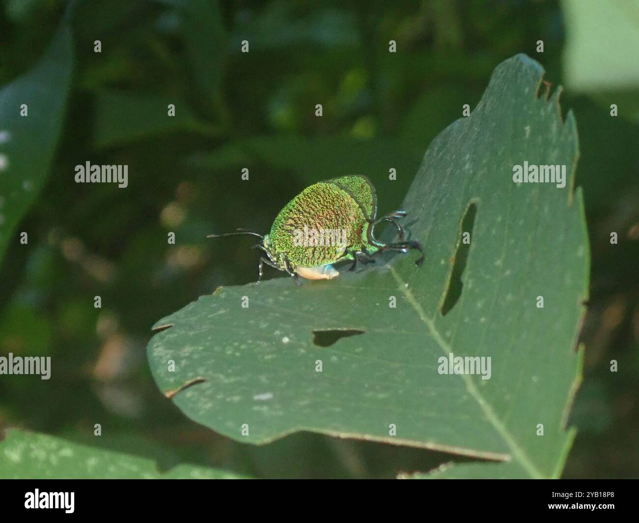 Imperial Arcas (Arcas imperialis) Insecta Stock Photo - Alamy