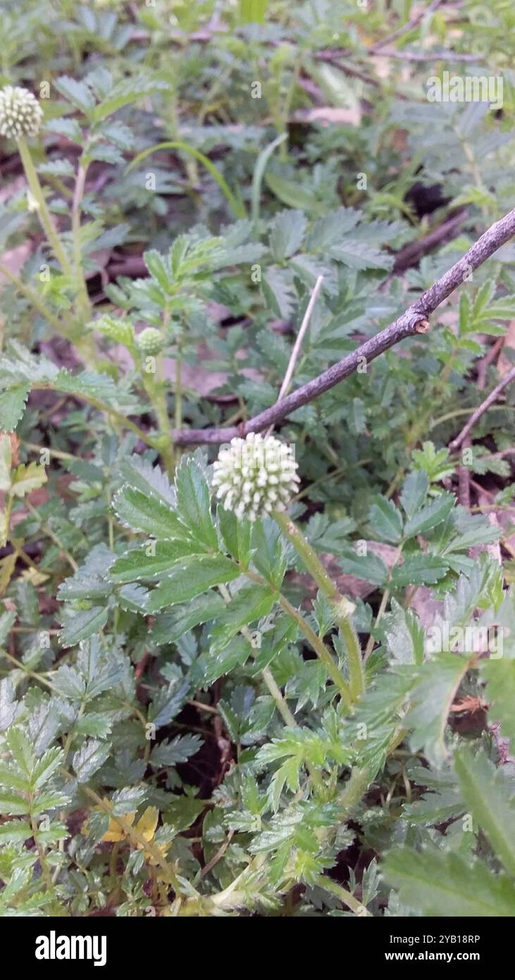 Biddy-biddy (Acaena novae-zelandiae) Plantae Stock Photo - Alamy