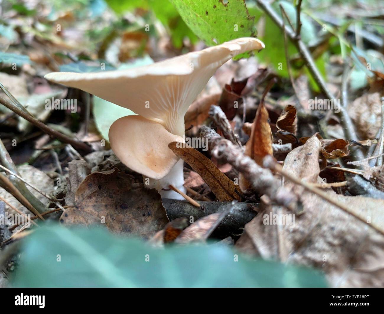Common Funnel (Infundibulicybe gibba) Fungi Stock Photo - Alamy