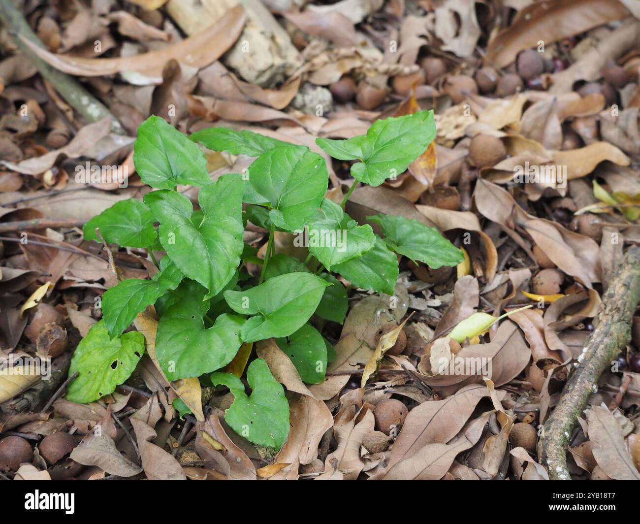 Divaricate Typhonium (Typhonium blumei) Plantae Stock Photo - Alamy