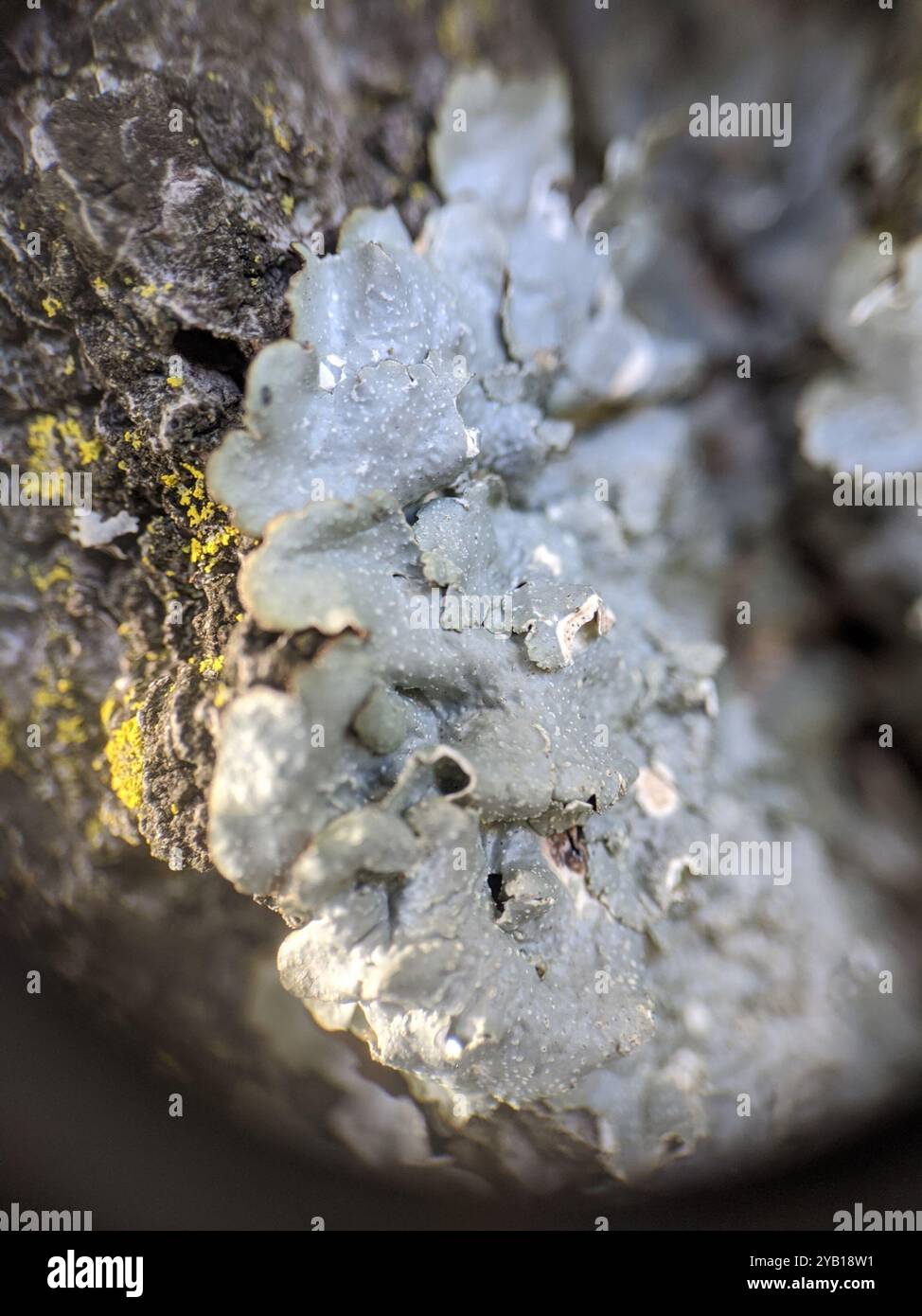 rough speckled shield lichen (Punctelia rudecta) Fungi Stock Photo - Alamy