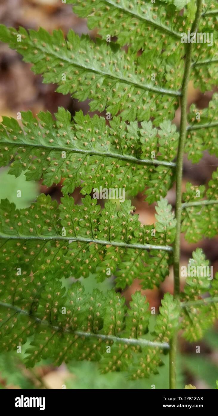 intermediate wood fern (Dryopteris intermedia) Plantae Stock Photo - Alamy