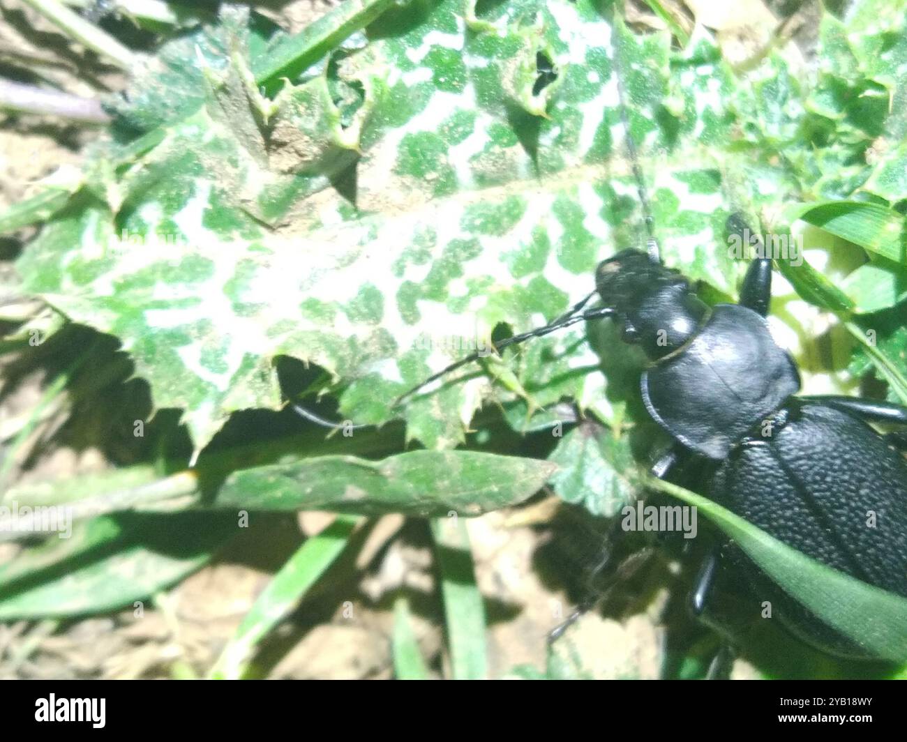 (Carabus coriaceus) Insecta Stock Photo - Alamy
