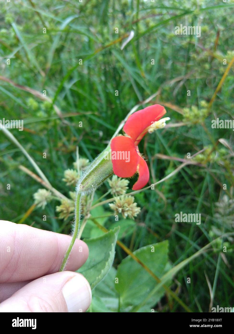 scarlet monkeyflower (Erythranthe cardinalis) Plantae Stock Photo - Alamy
