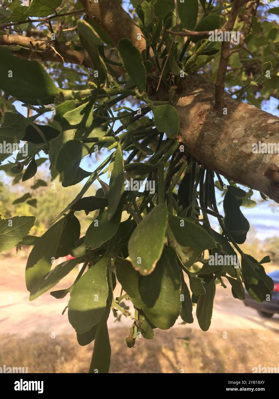 American Mistletoe (Phoradendron leucarpum) Plantae Stock Photo - Alamy