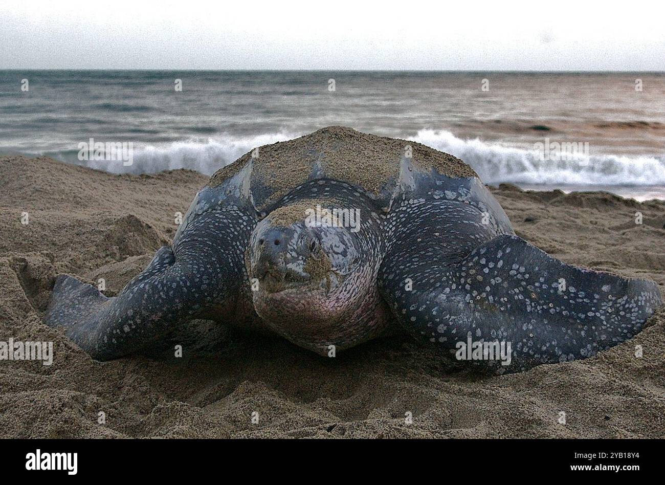 Leatherback Sea Turtle (Dermochelys coriacea) Reptilia Stock Photo - Alamy