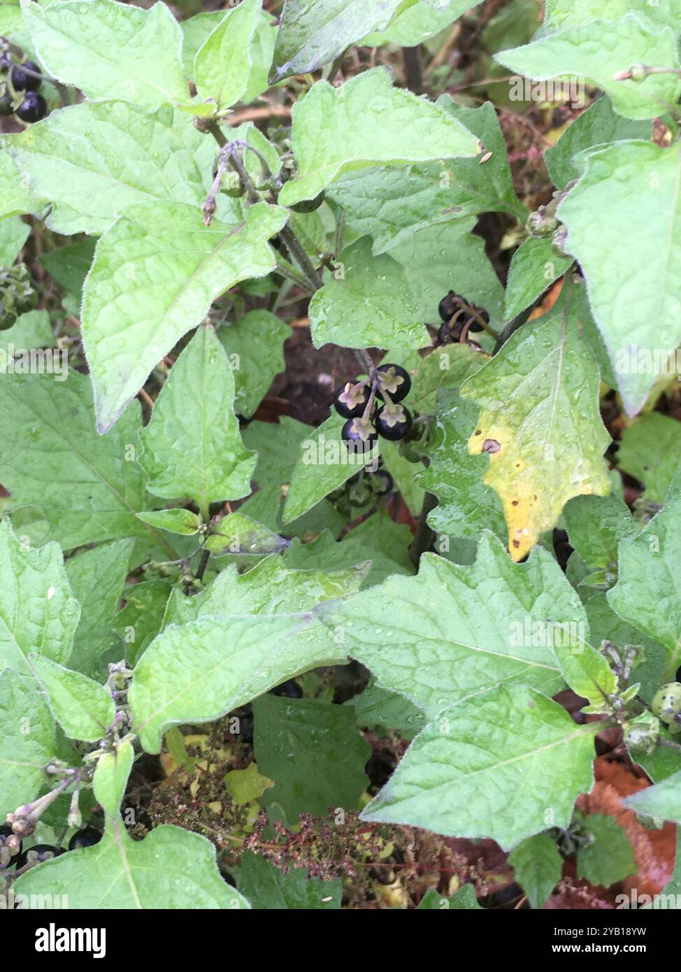 black nightshade (Solanum nigrum) Plantae Stock Photo - Alamy