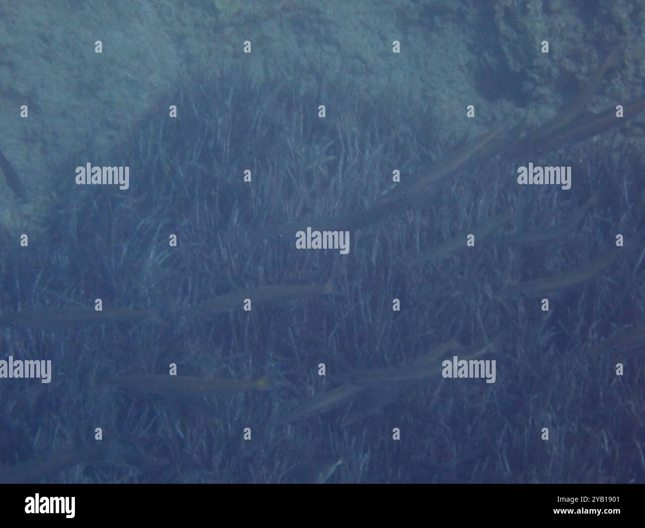 Striped Barracuda (Sphyraena pinguis) Actinopterygii Stock Photo - Alamy