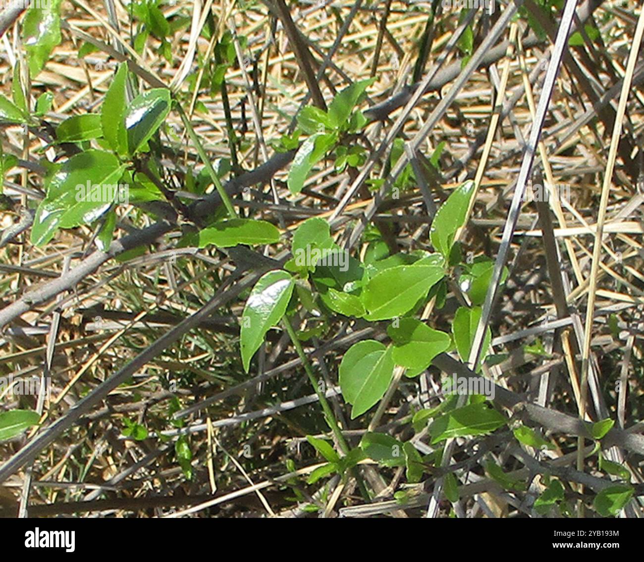 buffalo-thorn (Ziziphus mucronata) Plantae Stock Photo - Alamy