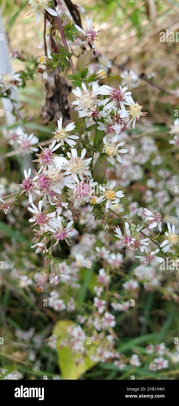 calico aster (Symphyotrichum lateriflorum) Plantae Stock Photo - Alamy