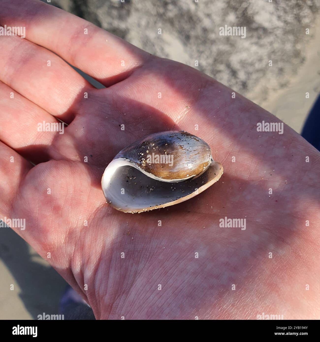 Bubble shell hi-res stock photography and images - Alamy