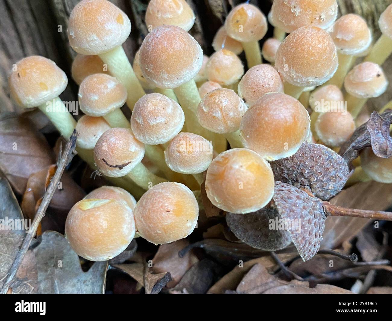 Sulphur Tuft (Hypholoma fasciculare) Fungi Stock Photo - Alamy