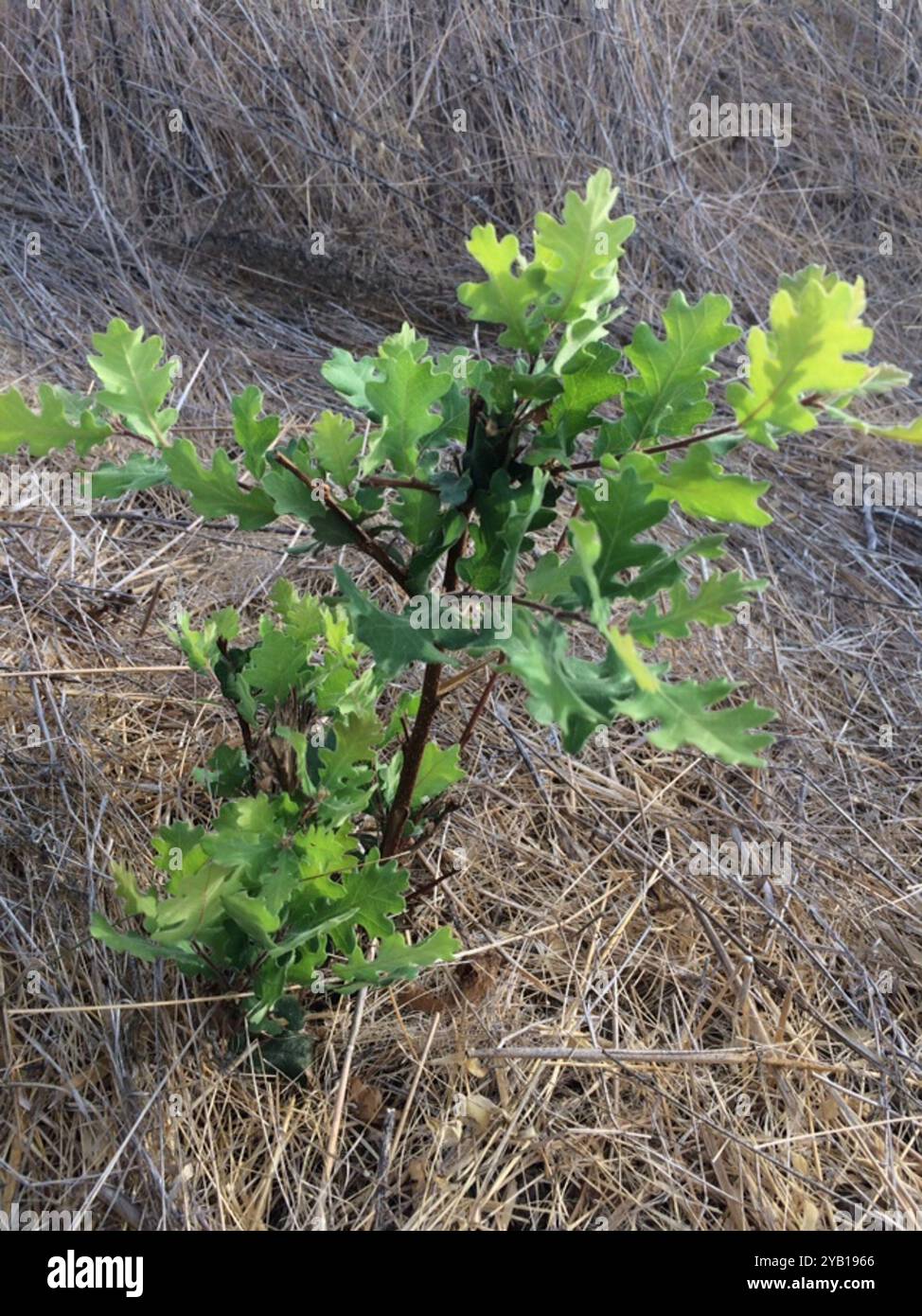 valley oak (Quercus lobata) Plantae Stock Photo - Alamy