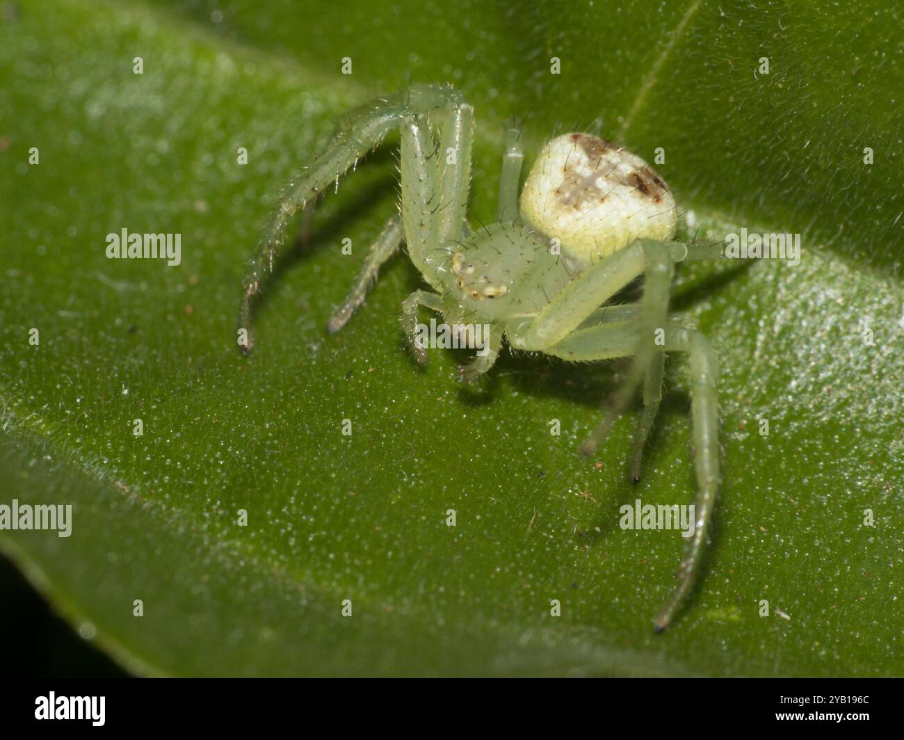 Crab Spiders (Thomisidae) Arachnida Stock Photo - Alamy