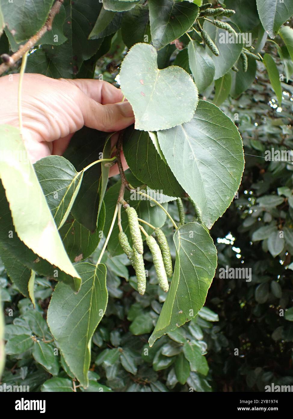 Italian alder (Alnus cordata) Plantae Stock Photo - Alamy