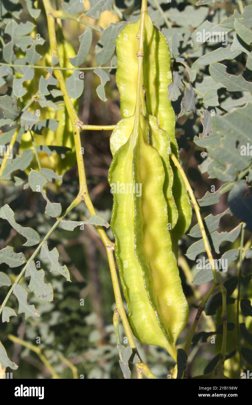 Rattlebush (Sesbania drummondii) Plantae Stock Photo - Alamy